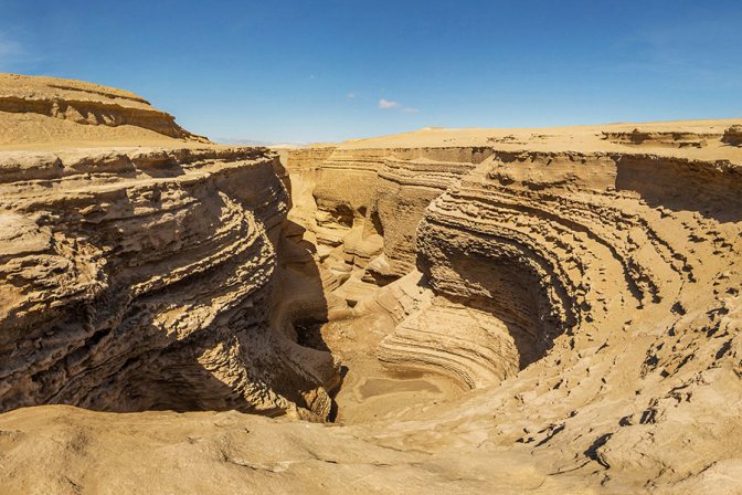 Discover Peru's National Tree: The Cinchona Tree