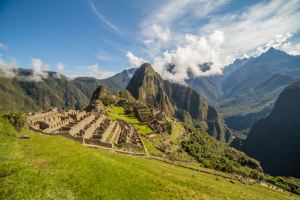 Discover Peru's National Tree: The Cinchona Tree