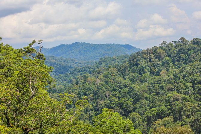 All About Brunei's National Flower: The Simpor