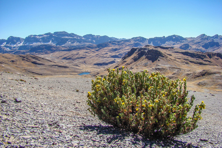 Meet The National Animal of Bolivia, The Llama
