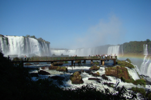 Discover Brazil's National Tree: The Pau Brasil
