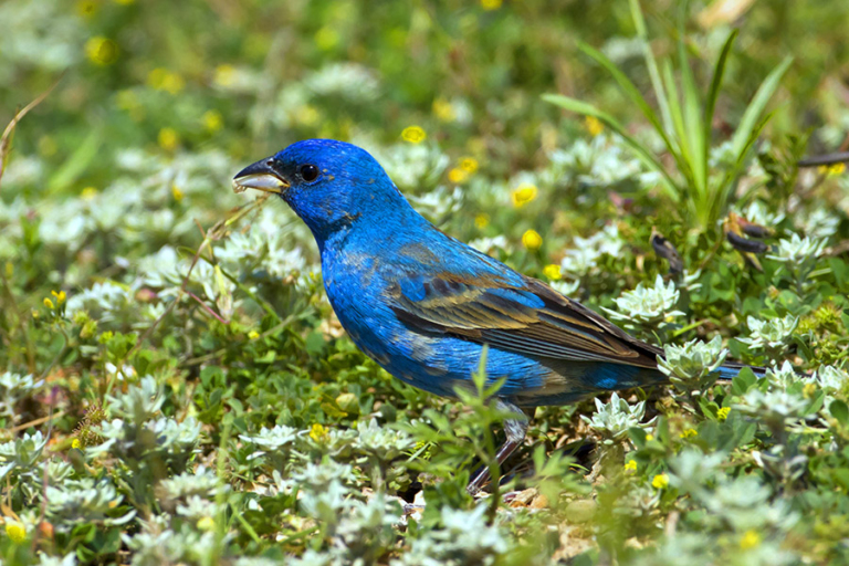 13 Animales Azules Hipnóticos (Con Imágenes)