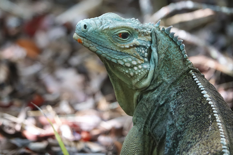 13 Animales Azules Hipnóticos (Con Imágenes)