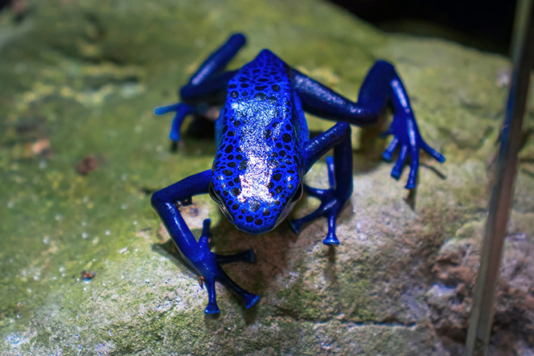 13 Animales Azules Hipnóticos (Con Imágenes)