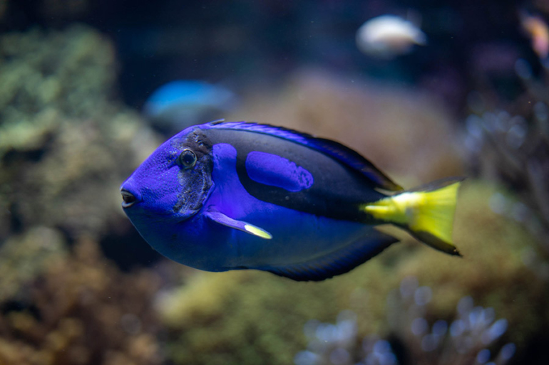 13 Animales Azules Hipnóticos (Con Imágenes)