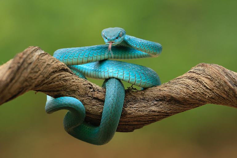 13 Animales Azules Hipnóticos (Con Imágenes)