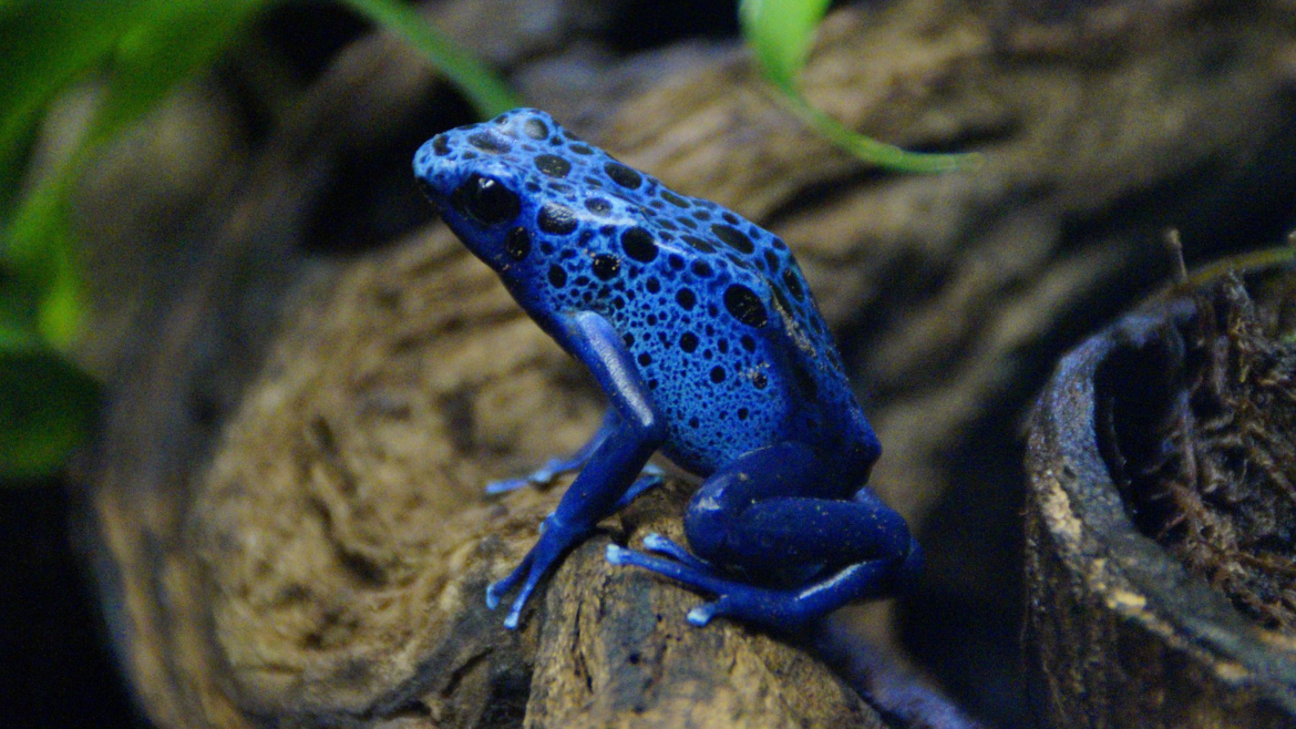 What Are Non-Mammals? What You Need to Know