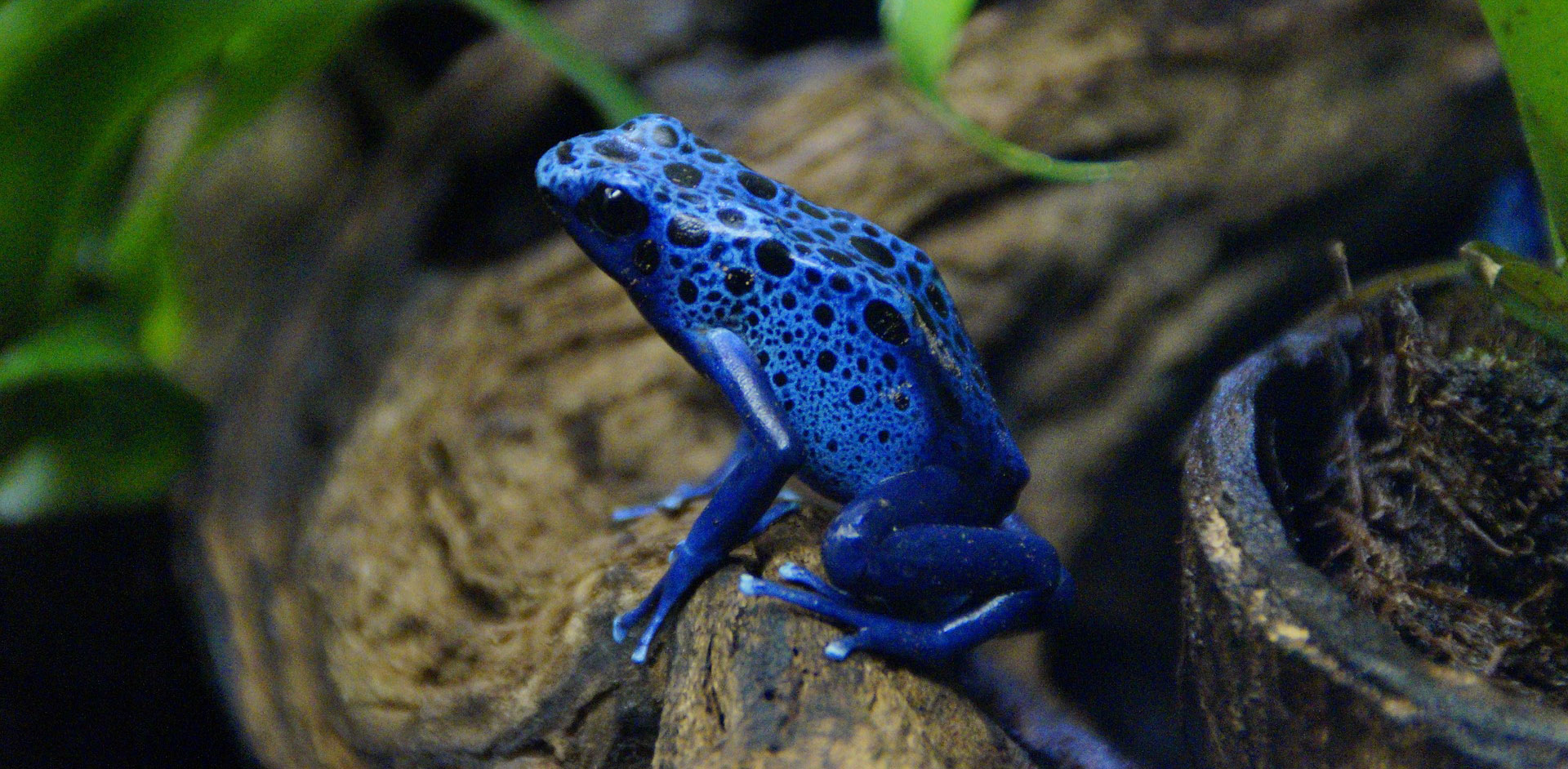 10 Energetic Animals That Will Inspire Your Day with Their Boundless Energy