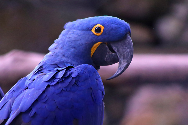 13 Hypnotic Blue Animals (With Pictures)
