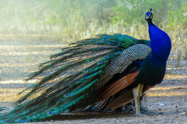 13 Animales Azules Hipnóticos (Con Imágenes)