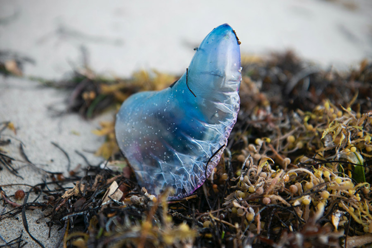 13 Hypnotic Blue Animals (With Pictures)