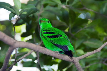 12 Green Animals to Discover (With Pictures)