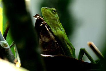 12 Green Animals to Discover (With Pictures)