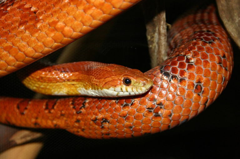 12 Gorgeous Orange Animals (With Pictures)