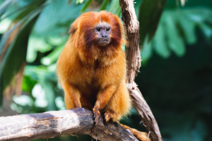 12 Gorgeous Orange Animals (With Pictures)