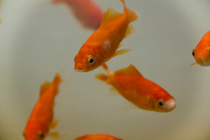 12 Gorgeous Orange Animals (With Pictures)