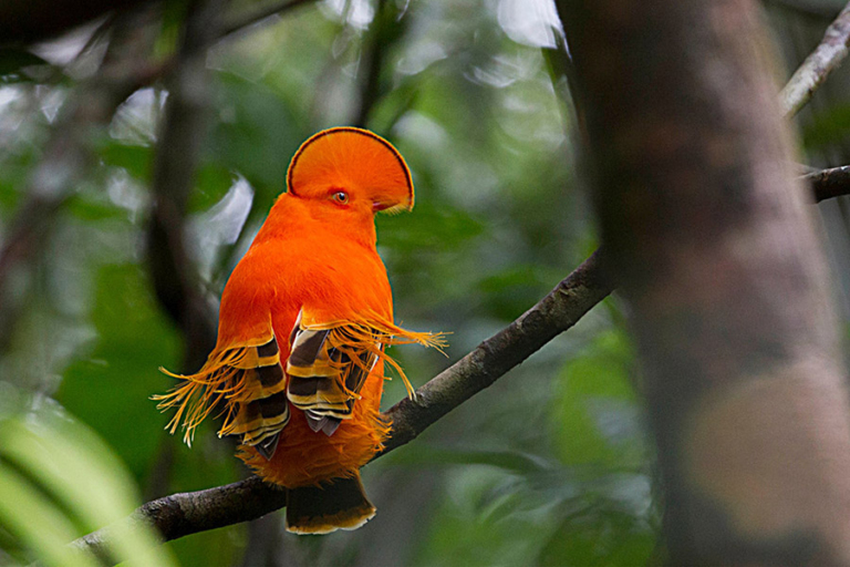 12 Gorgeous Orange Animals (With Pictures)
