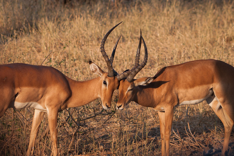 12 Gorgeous Orange Animals (With Pictures)
