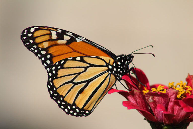 12 Gorgeous Orange Animals (With Pictures)