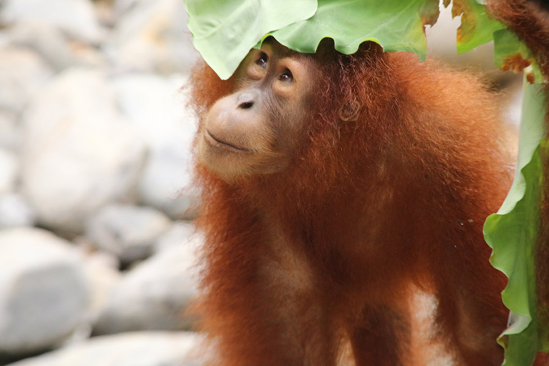 12 Gorgeous Orange Animals (With Pictures)