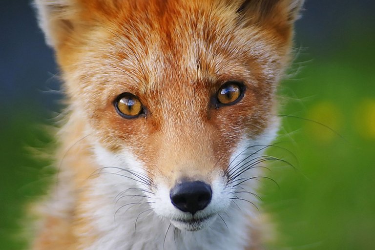 12 Gorgeous Orange Animals (With Pictures)