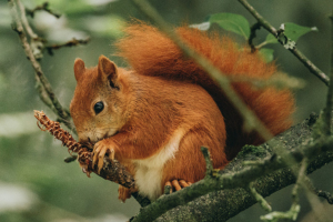 12 Gorgeous Orange Animals (With Pictures)