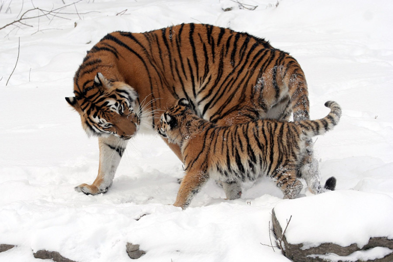 12 Gorgeous Orange Animals (With Pictures)