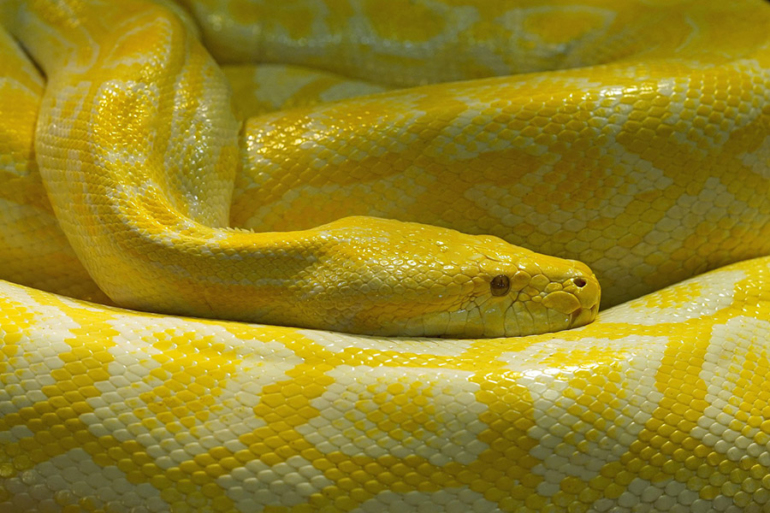 12 Amazing Yellow Animals (With Pictures)