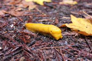 12 Amazing Yellow Animals (With Pictures)