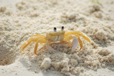 12 Amazing Yellow Animals (With Pictures)