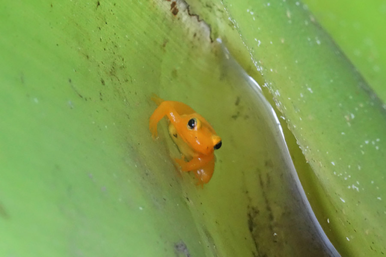 12 Amazing Yellow Animals (With Pictures)
