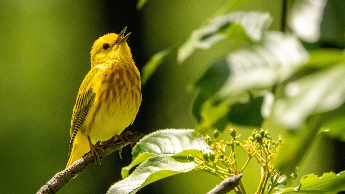 10 Cleanest Animals: Nature's Exemplars of Hygiene and Purity