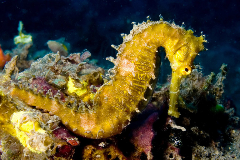 12 Amazing Yellow Animals (With Pictures)