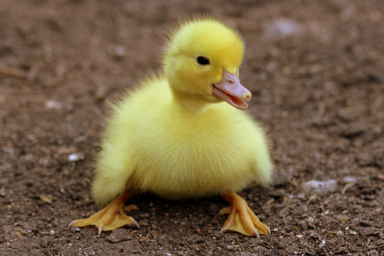 12 Amazing Yellow Animals (With Pictures)