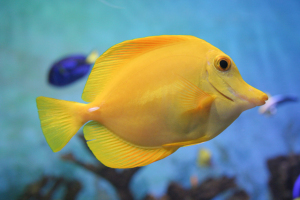 12 Amazing Yellow Animals (With Pictures)