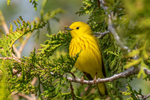 12 Amazing Yellow Animals (With Pictures)