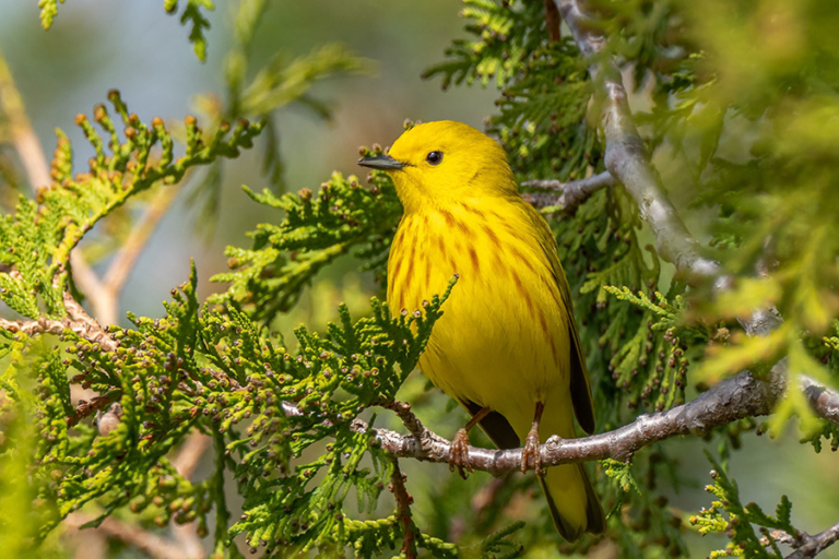 12 Amazing Yellow Animals (With Pictures)
