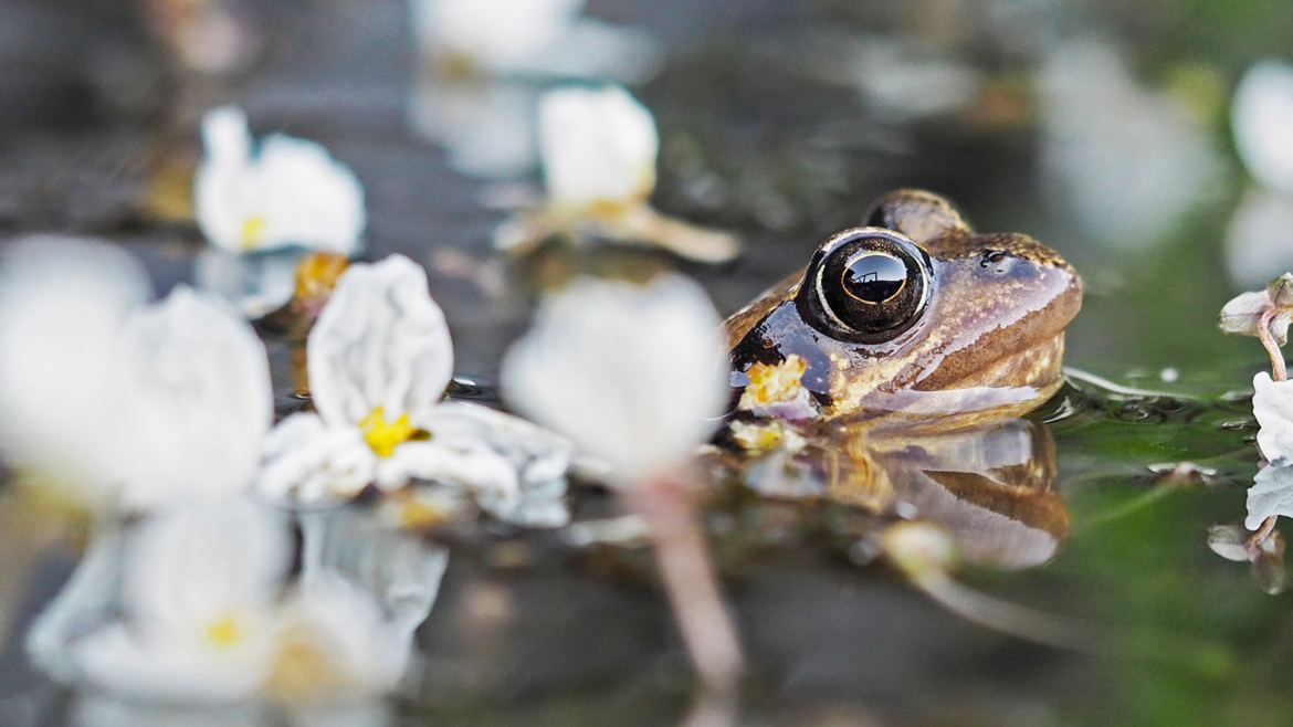 Bullfrog: Characteristics, Diet, Facts & More [Fact Sheet]