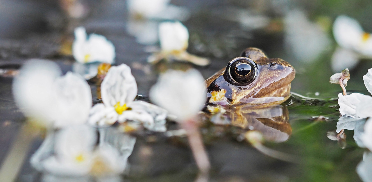 Frogs: Characteristics, Diet, Facts & More [Fact Sheet]