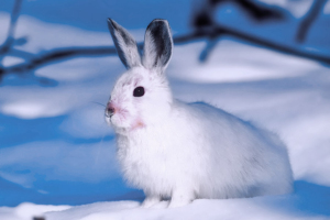 13 Beautiful Pure White Animals (With Pictures)