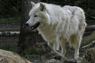 13 Beautiful Pure White Animals (With Pictures)