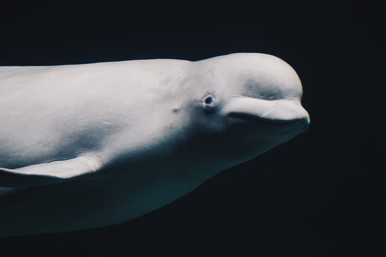 13 Beautiful Pure White Animals (With Pictures)