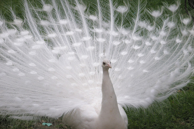 13 Beautiful Pure White Animals (With Pictures)