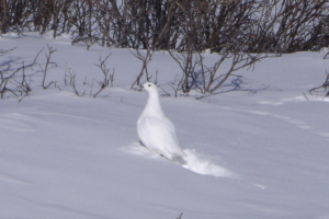 13 Beautiful Pure White Animals (With Pictures)