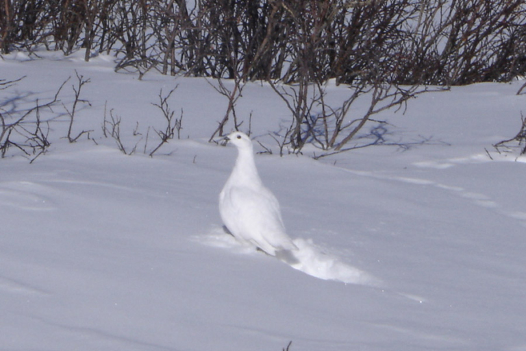 13 Beautiful Pure White Animals (With Pictures)