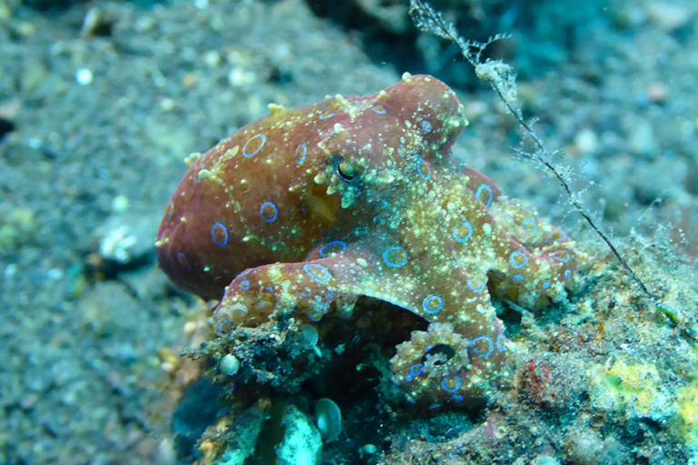Are Octopuses Dangerous? Can They Kill Humans?