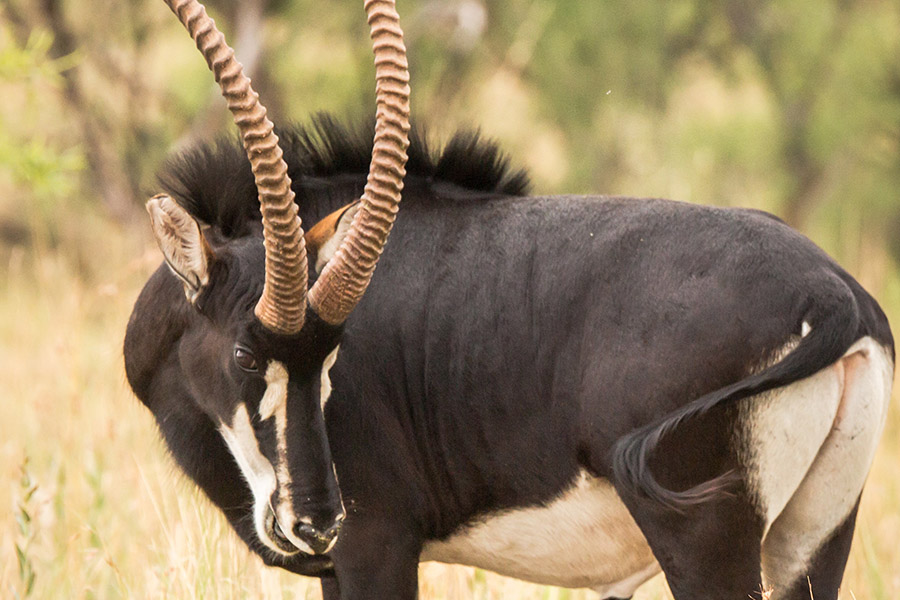 12 Fascinating Wild Animals In Angola
