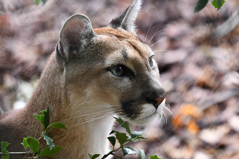 12 Fascinating Wild Animals in Argentina