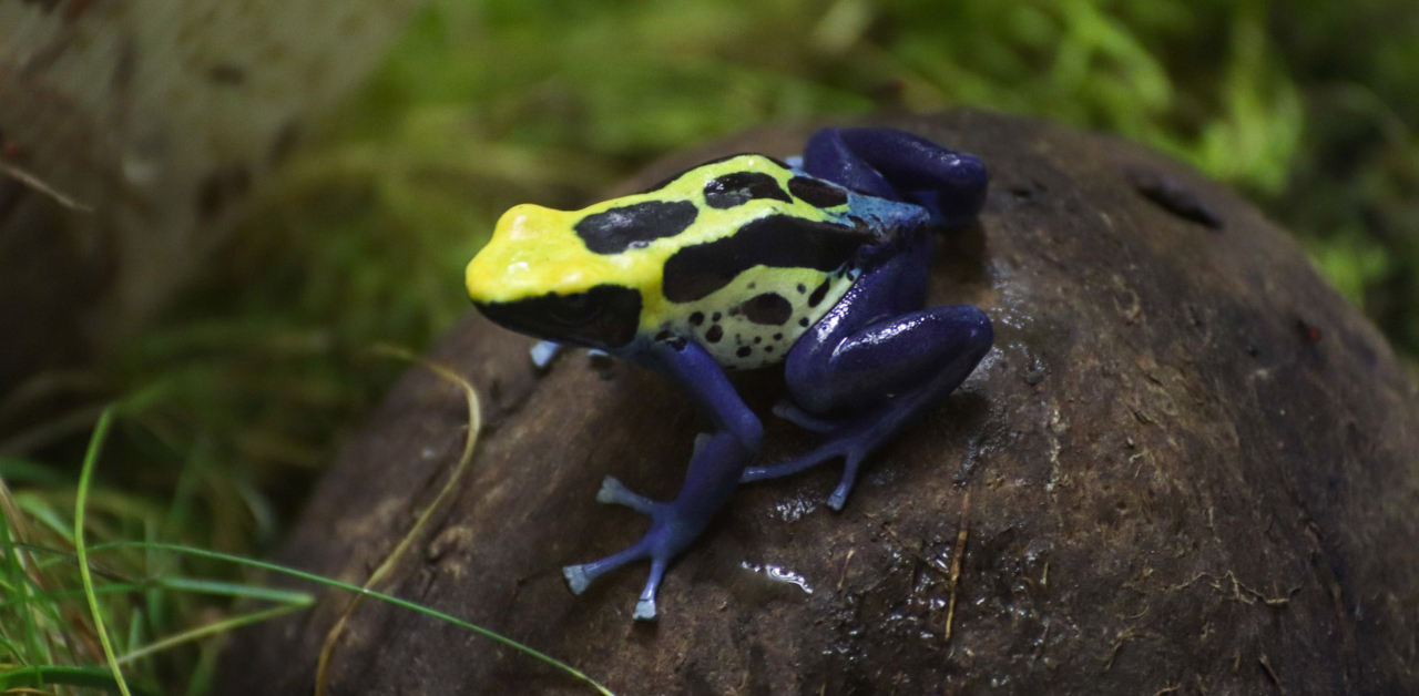 Darwin’s Frog: Characteristics, Diet, Facts & More [Fact Sheet]