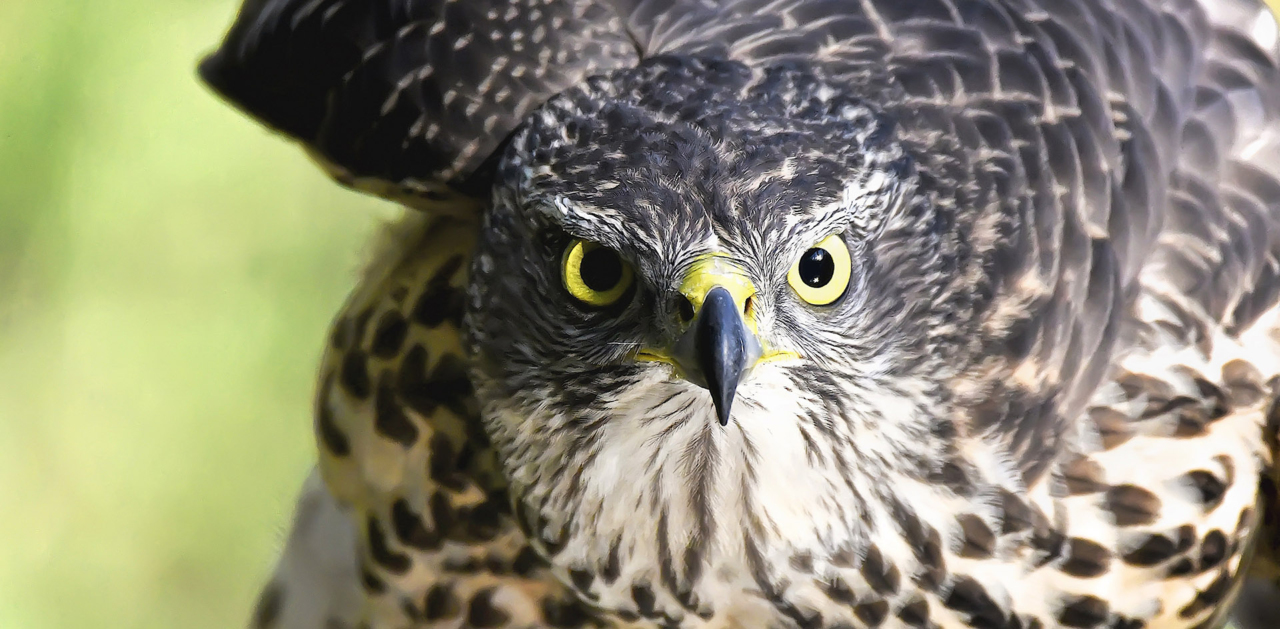 Ferruginous Hawk: Characteristics, Diet, Facts & More [Fact Sheet]